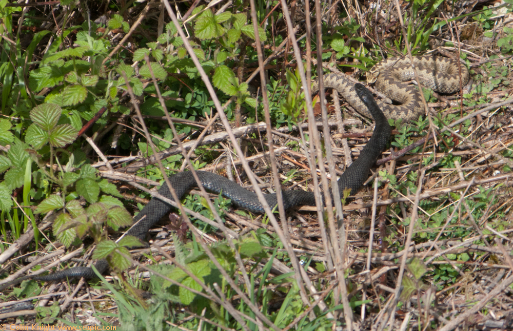 Postcards from Sussex: Adders and Grizzlies at Mill Hill