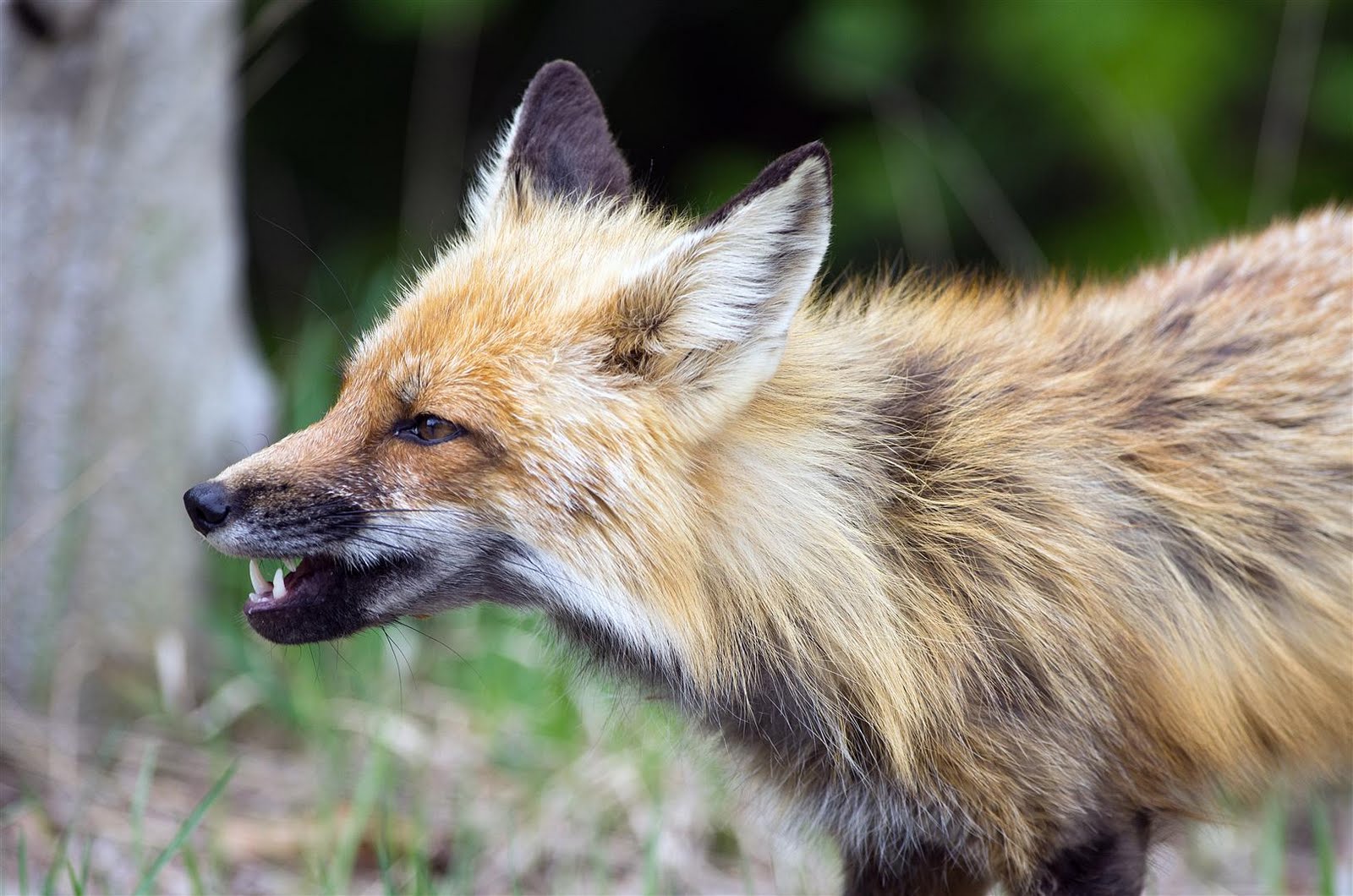 Wild in Pictures: Snowshoe Hare, Young Raven, Fox and more.