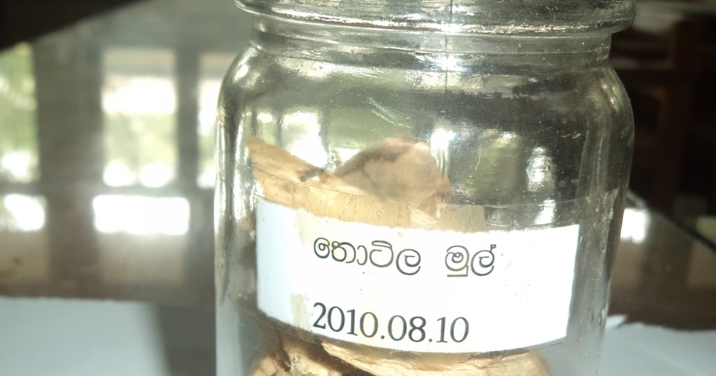 Śyonaka -තොටිල - Oroxylum indicum - Totila - Śoshana nata Katwanga ...