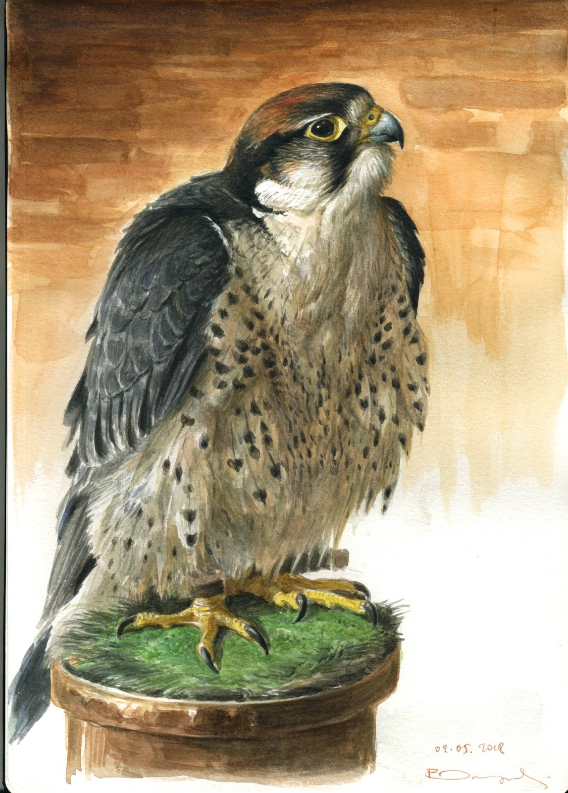 Lanner falcon life study