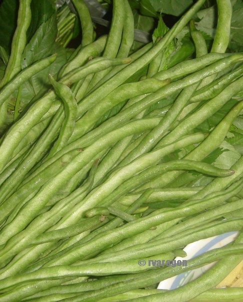 saluyot and rabong variation--with bulong-sili, kalunay and utong ...