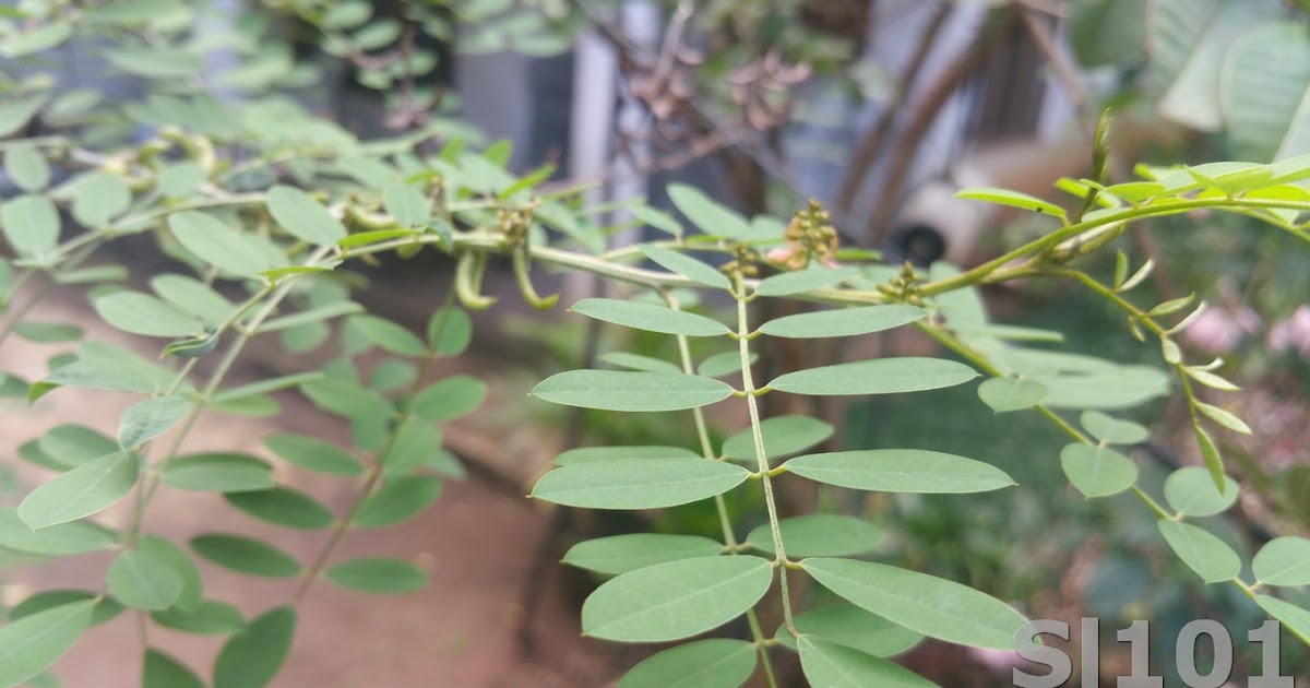 නිල් අවරිය Nil avariya - Indigofera tinctoria - Indigo blue