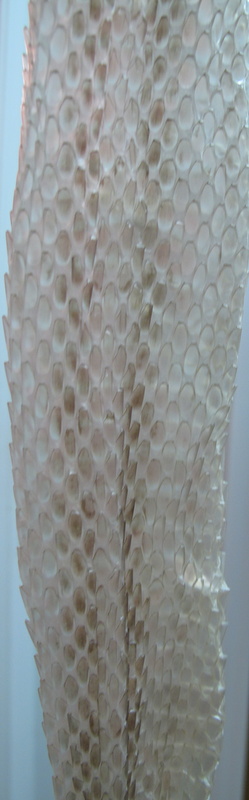 Life is short, but snakes are long: Identifying snake sheds