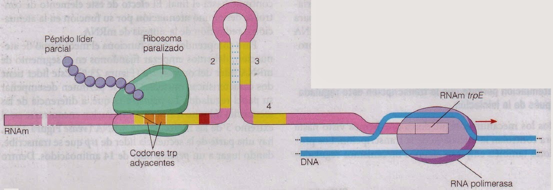 Los operones y la la regulación genética | Apuntes de Bioquímica