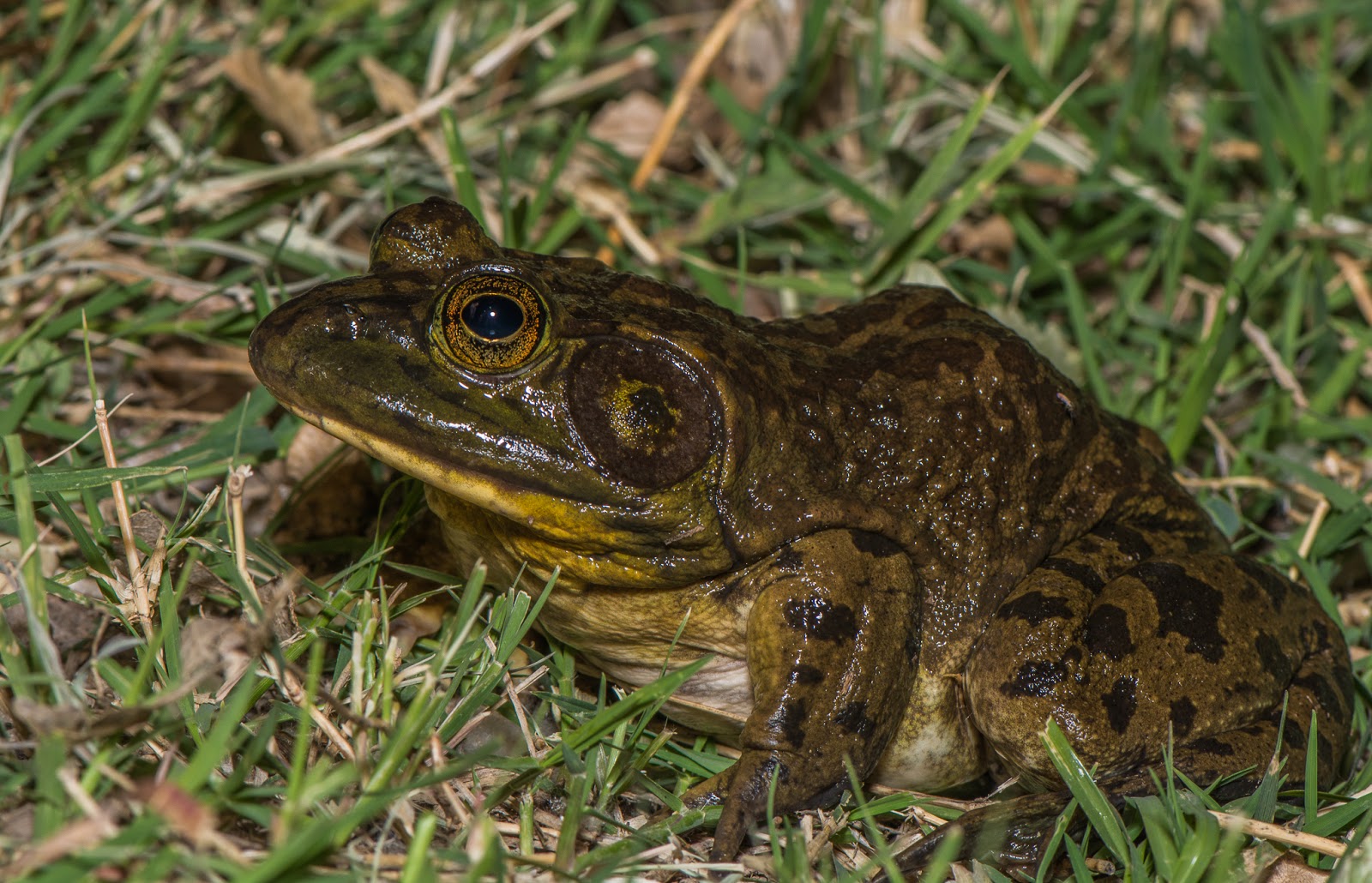 NeoVista Birds and Wildlife: Mojave Desert Field Herping