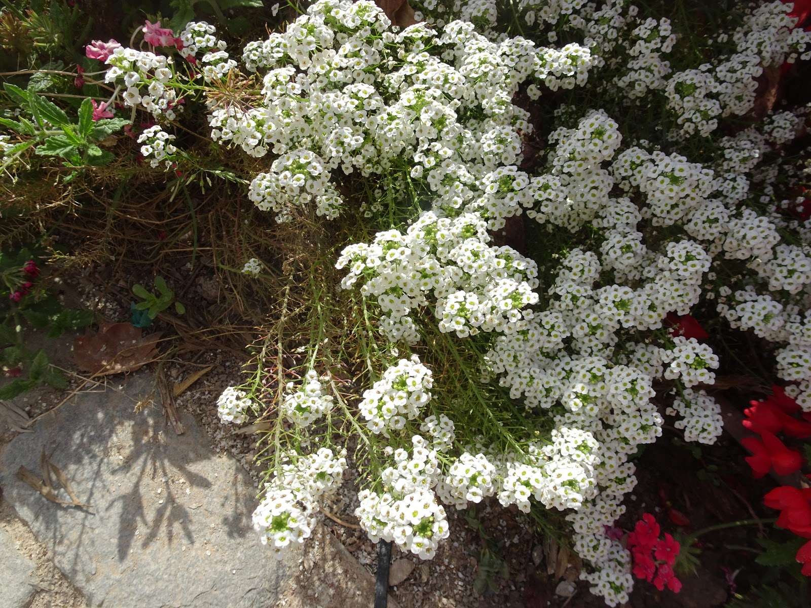 HERBARIO VIRTUAL DE BANYERES DE MARIOLA Y ALICANTE: Lobularia maritima ...