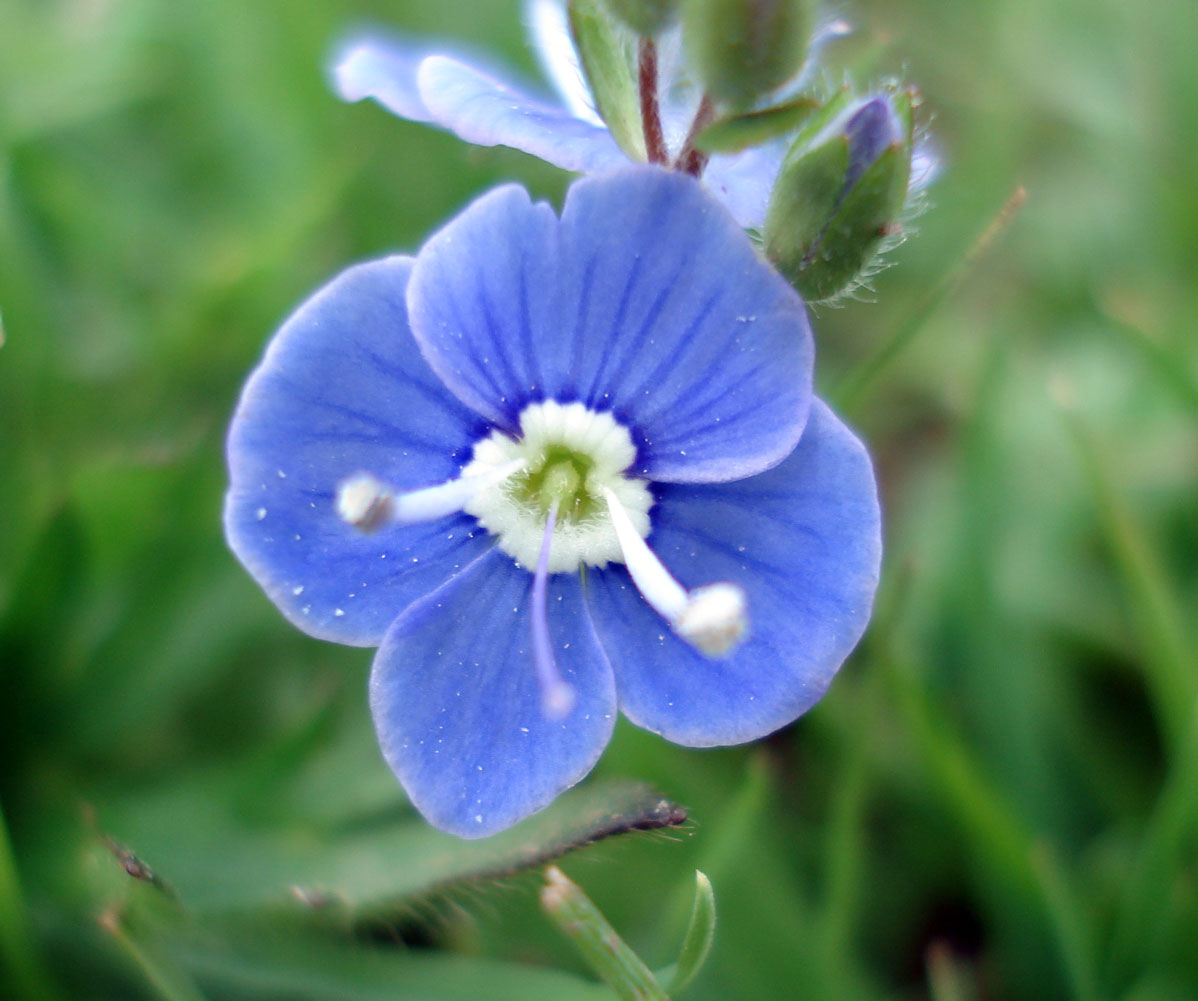 Wild Flowers Kingdom: Germander Speedwell