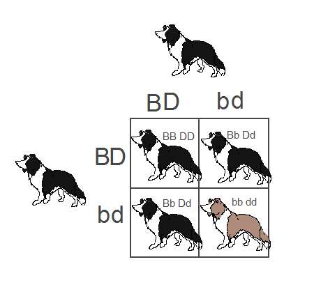 Dog Colours and Their Genes