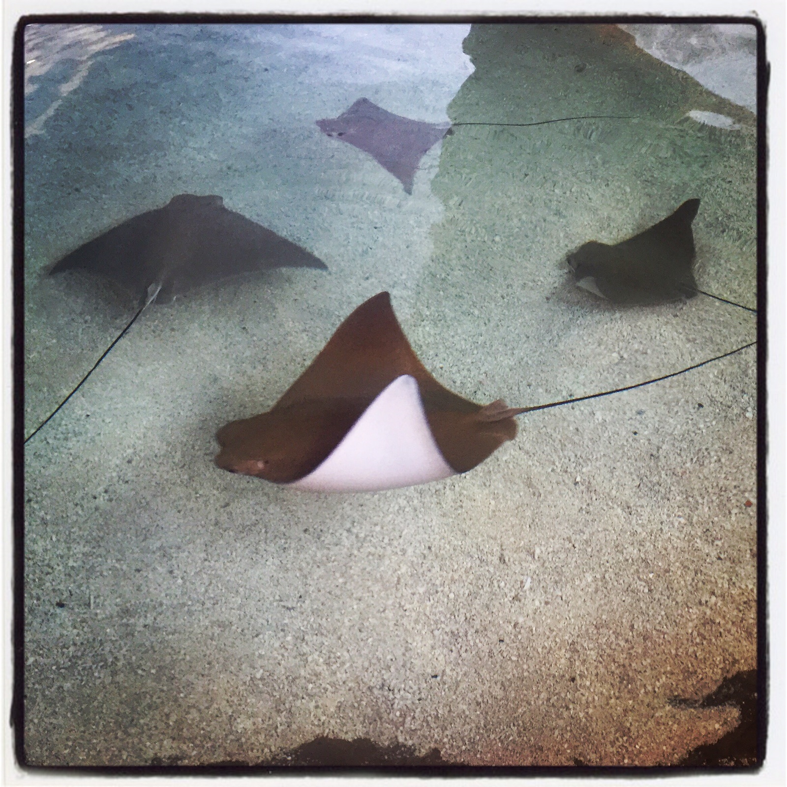 Tucson Daily Photo ~: Touch and Feed a Stingray in the Desert!