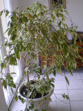 Figuier pleureur / ficus | Flore de l’île de la Réunion