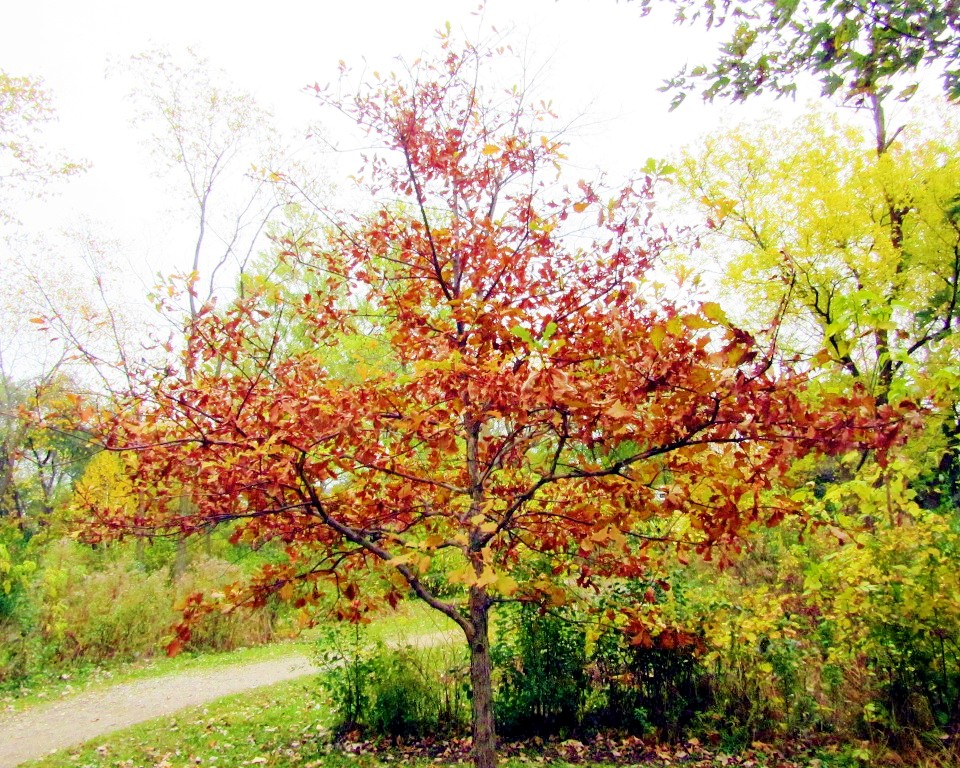 Seth Saith: Saturated Nature - A Photo Gallery