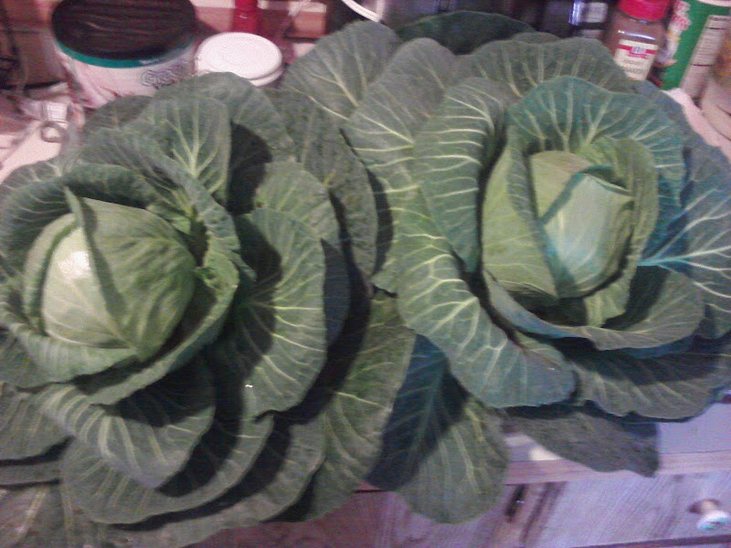 Simply Self Sufficiency: Sweet Italian Sausage and Today's Harvest