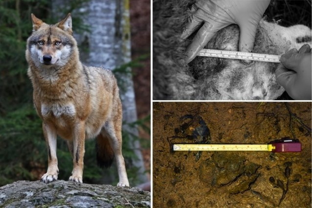 White Wolf : First wolf in Belgium: Authorities warn "If you kill him ...