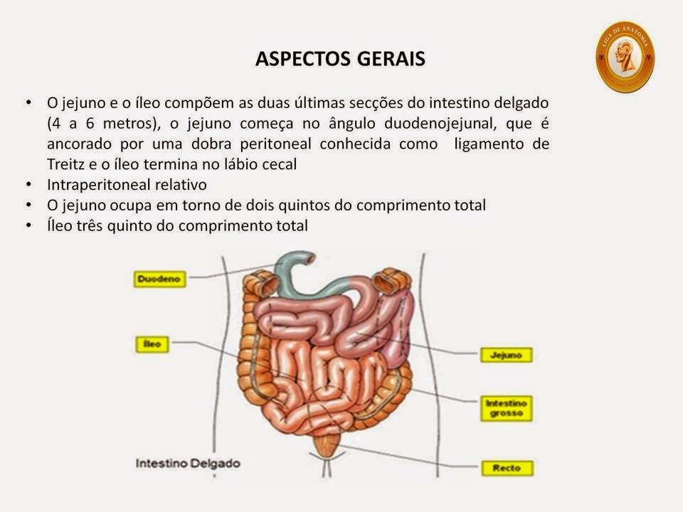 Liga de Anatomia ULBRA: JEJUNO, ÍLEO