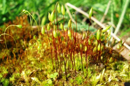 Przyroda - dookoła nas...: Mchy - jedne z pierwszych roślin lądowych