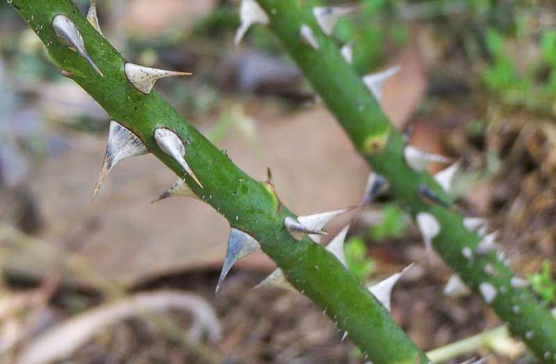Two Gardens: Eden and Gethsemane