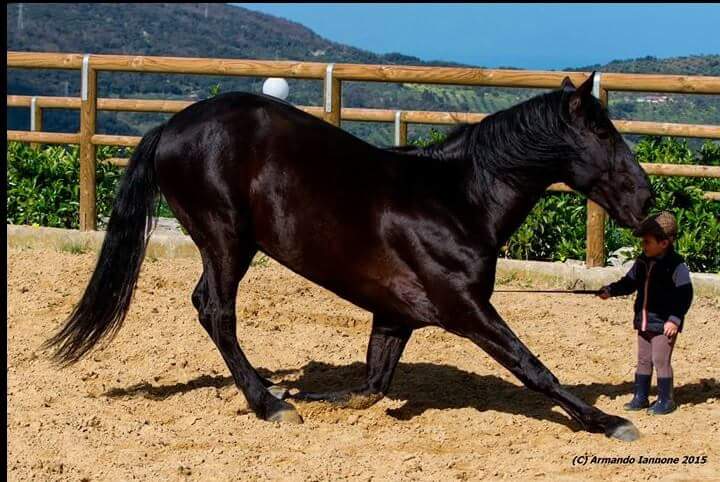 VERONA: Il Cavallo Sanfratellano porta in alto il nome della Sicilia e ...