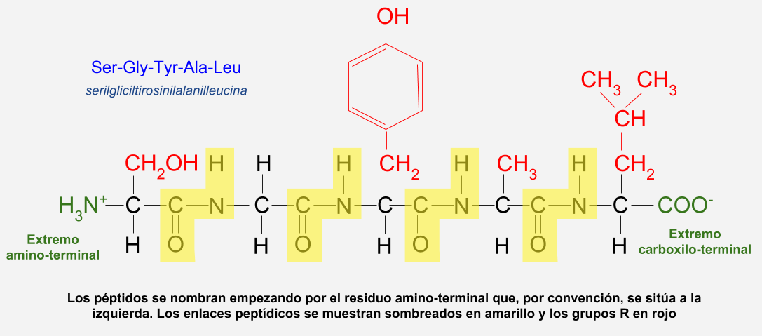 Química Sexto: Péptidos