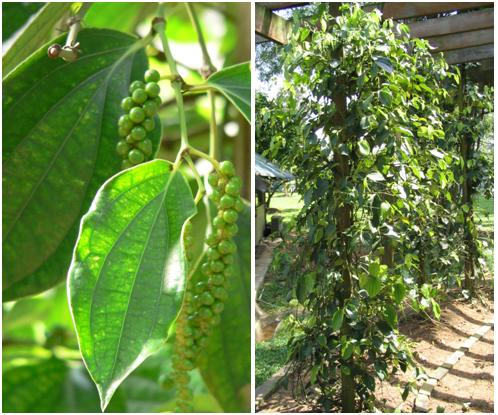 BUDIDAYA TANAMAN: TANAMAN LADA