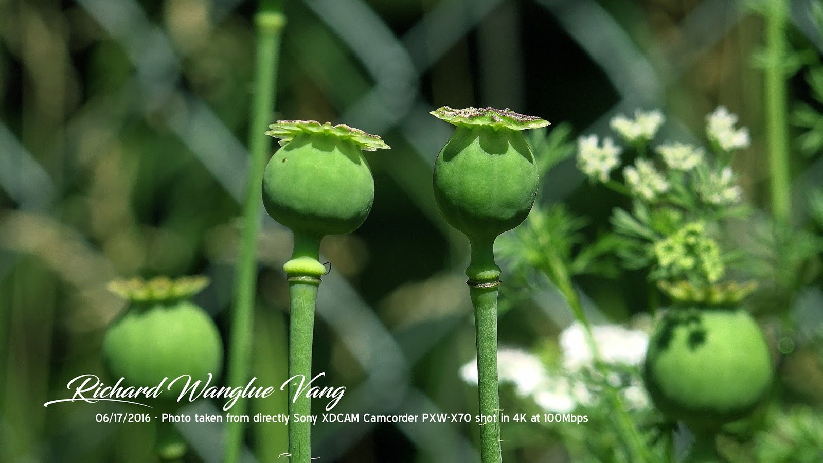 Rick Wanglue Vang's Blog: Duab Paj Yeeb yees los ntawm lub SONY XDCAM ...