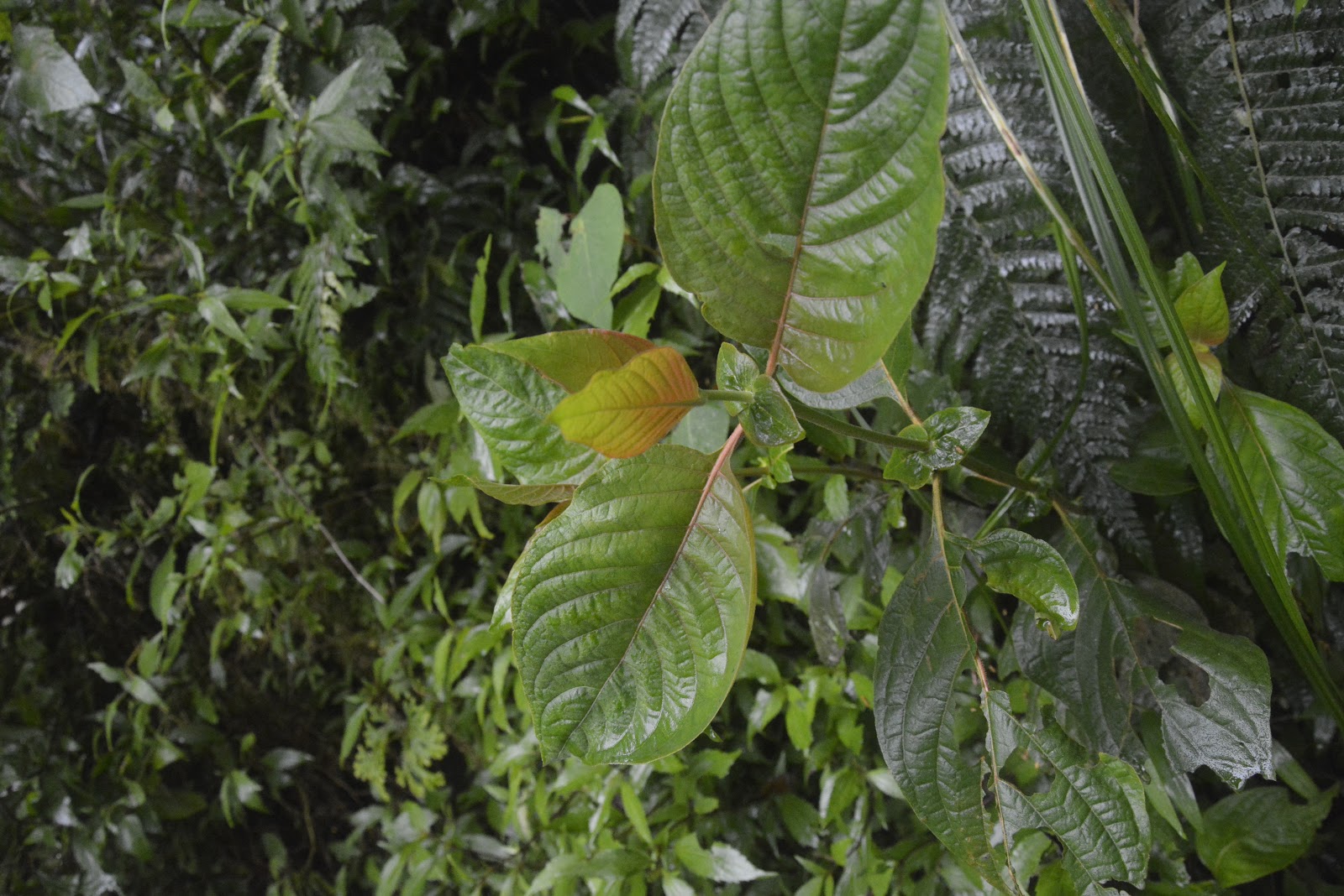 Jenis Tumbuhan Merbabu Lotrok 22 - FADEL5116