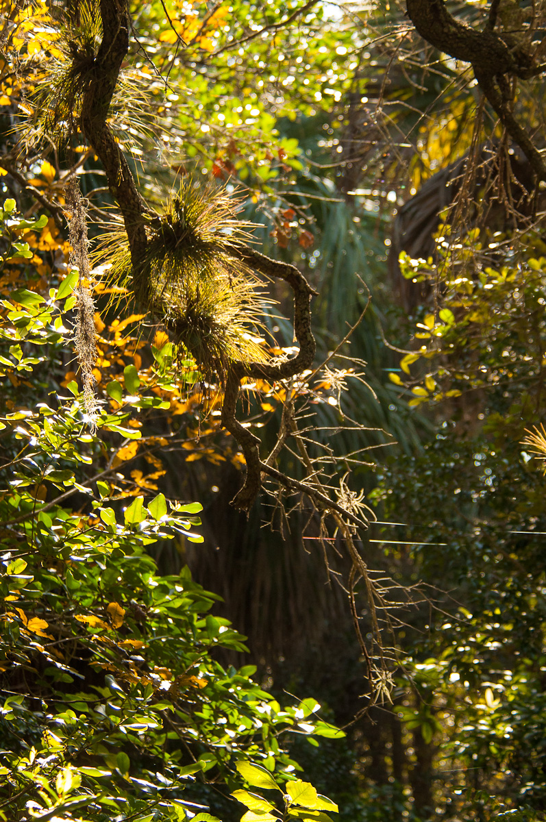 A Tree Falling: Manatee Park/Sanibel & Captiva Islands