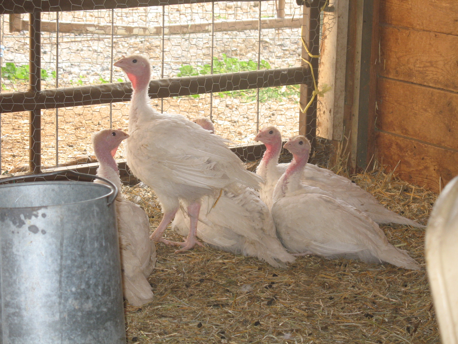 Turkeys! - My Welcome Home Farm