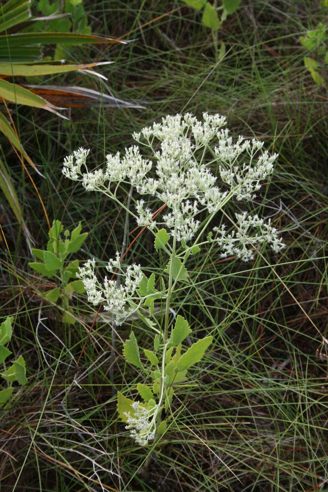Native Florida Wildflowers: Semaphore Thoroughwort - Eupatorium mikanioides