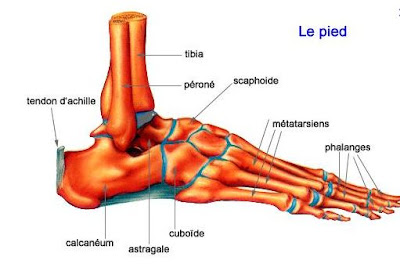 Un médecin du sport vous informe: Entorses et autres traumatismes ...