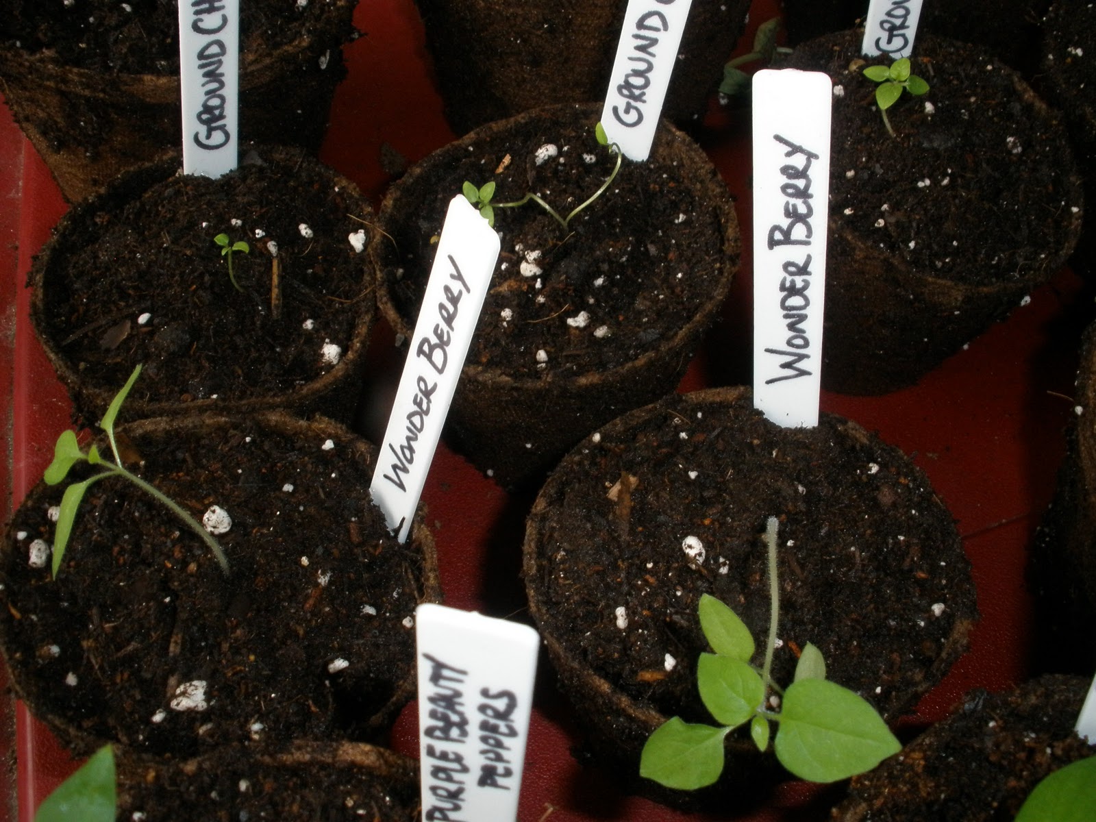 The Balcony Gardener