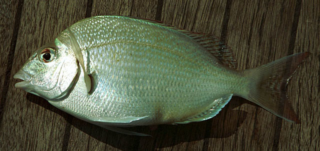 Artes de Pesca: VAMOS A PESCAR RATÓN