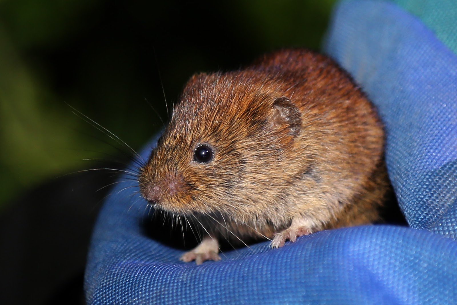 Peter De Craene Natuurfotografie: Rosse woelmuis in Zomergem
