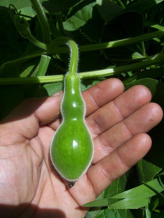 Artes Gaupano - Artes e Cultura Gaúcha.: " Porongos ou Cabaças ...