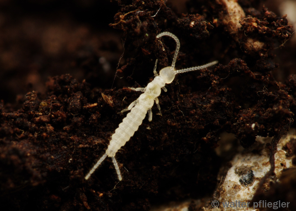 Nature photos from an Amateur Naturalist: Garajonay National Park, La ...