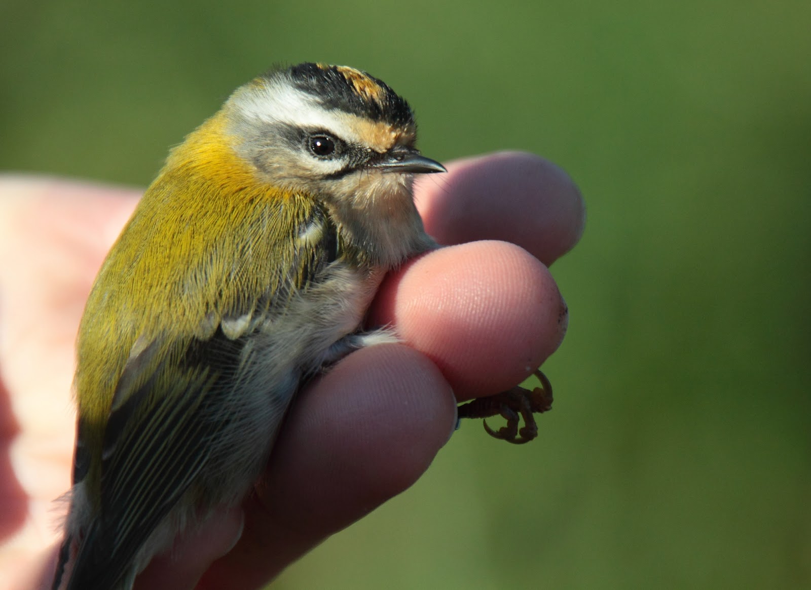BO629HR: Bijna alle mezen op een rijtje