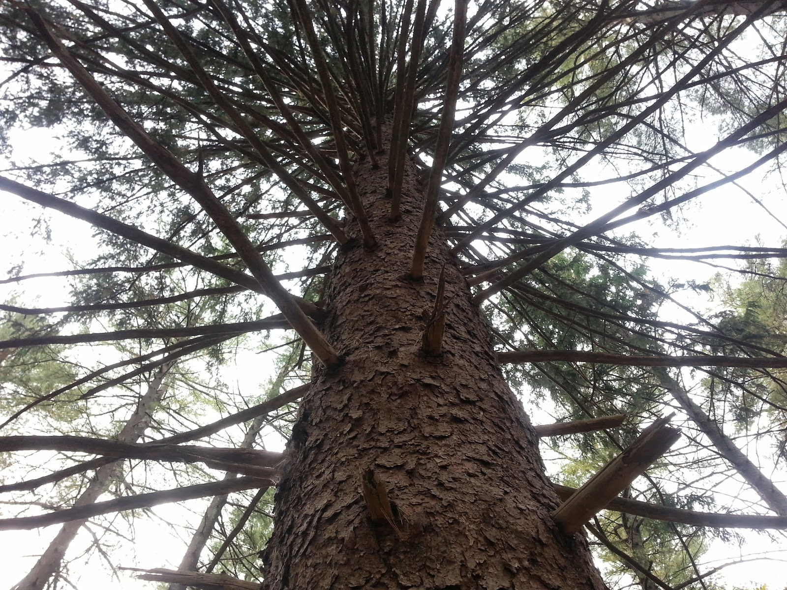 LI East End Scenery: The Spike Tree