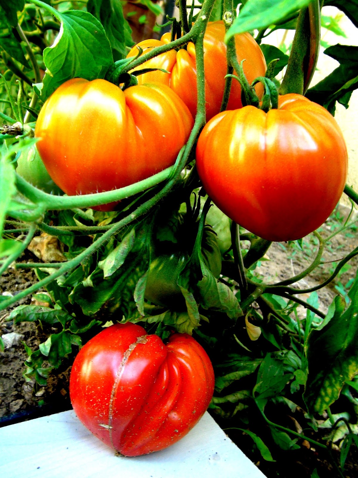 Le potager familial bio: Objectif: 50 kg de tomates bio sur 5,4 m²