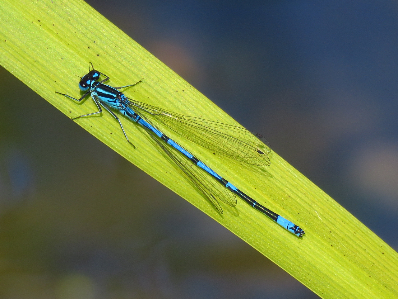 BugBlog: Early dragonflies and damselflies