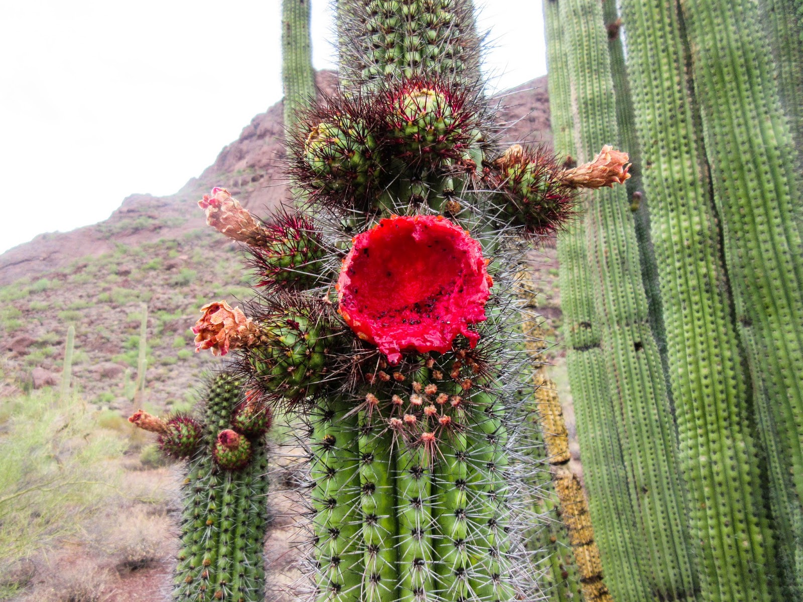 Cannundrums: Organ Pipe Cactus Fruit