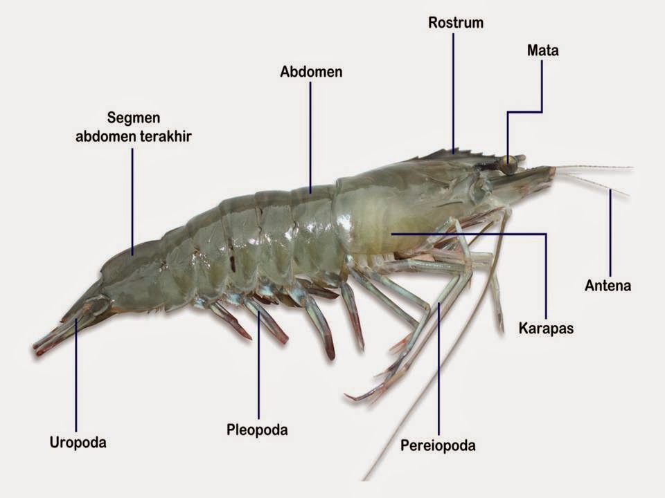 Morfologi dan tingkah laku udang Pisang