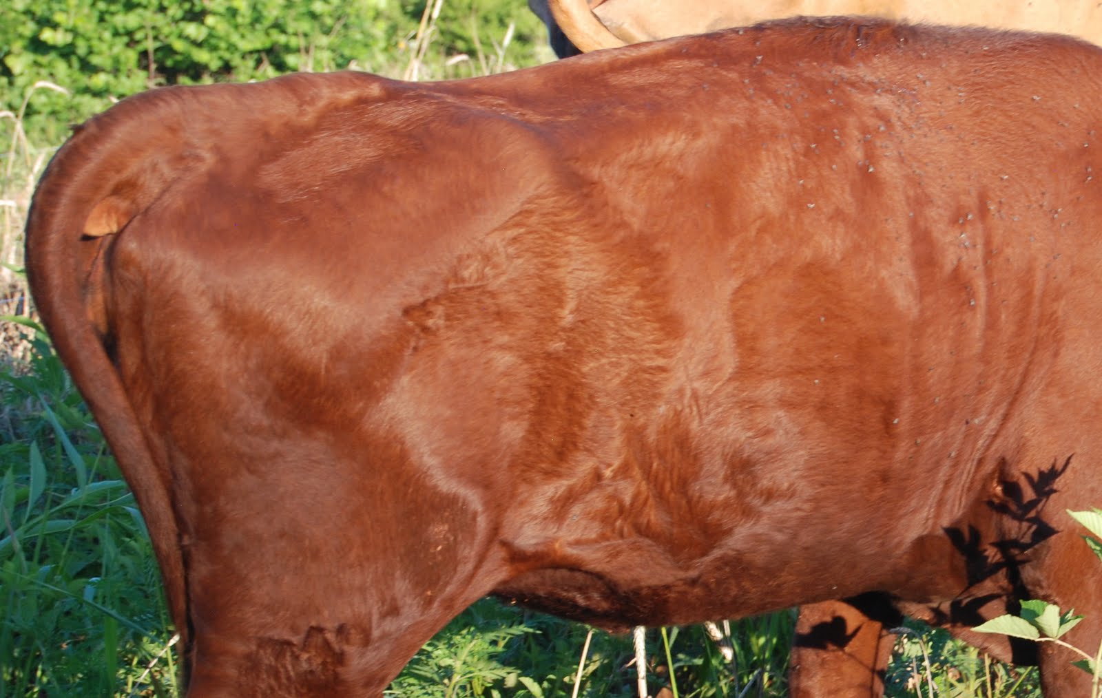 virginiaisforlykoshes: June 2011