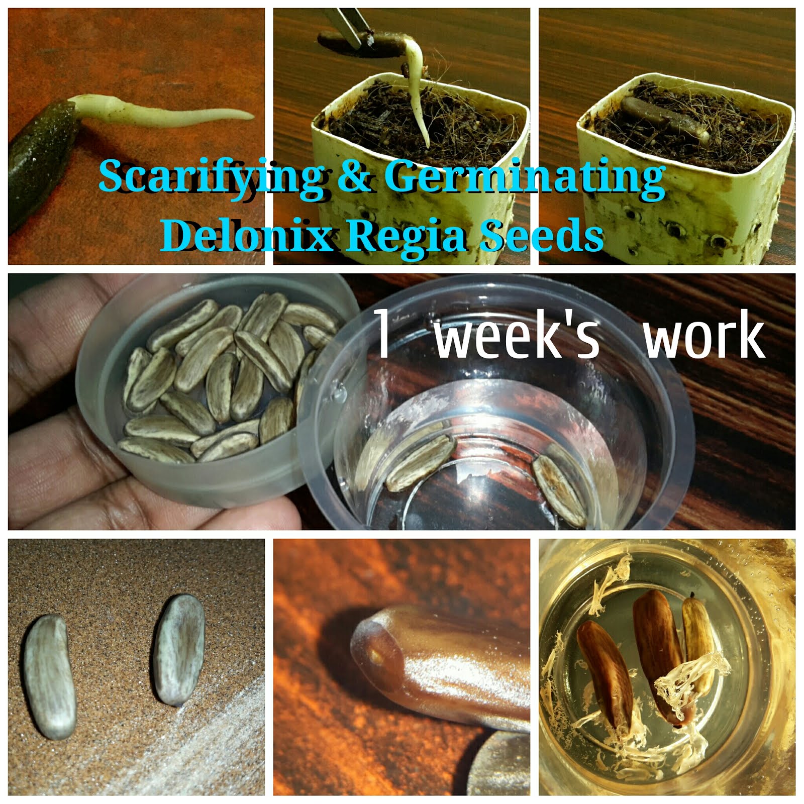 Instant - Bonsai - For - Everyone: Scarification & Germination Of ...