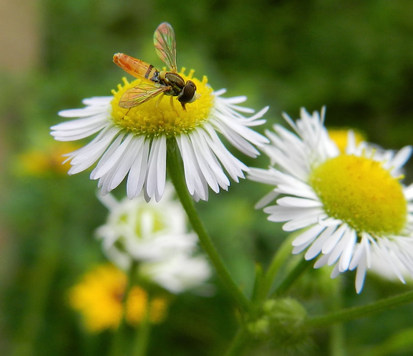World Peace Wetland Prairie: Diversity of insects using peace-circle ...