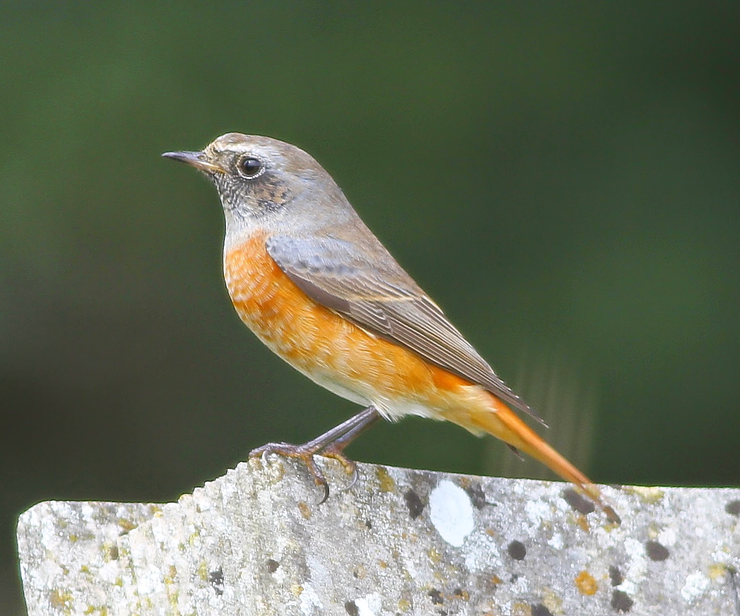 Birding Poole Harbour & Beyond: 3 Sep 14 - Churchyard Redstarts