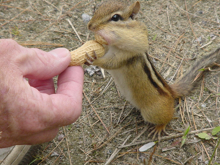 Chipmunks | Animal Literature