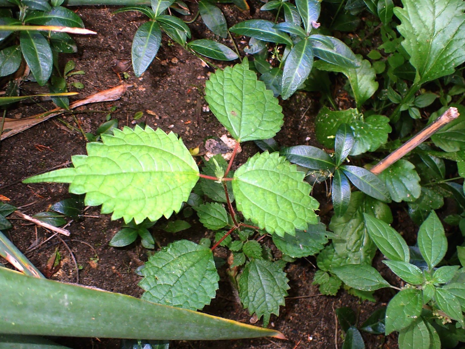 Scirpidiella's Plants: False Nettles - Ramie cousins (Boehmeria sp. div.)