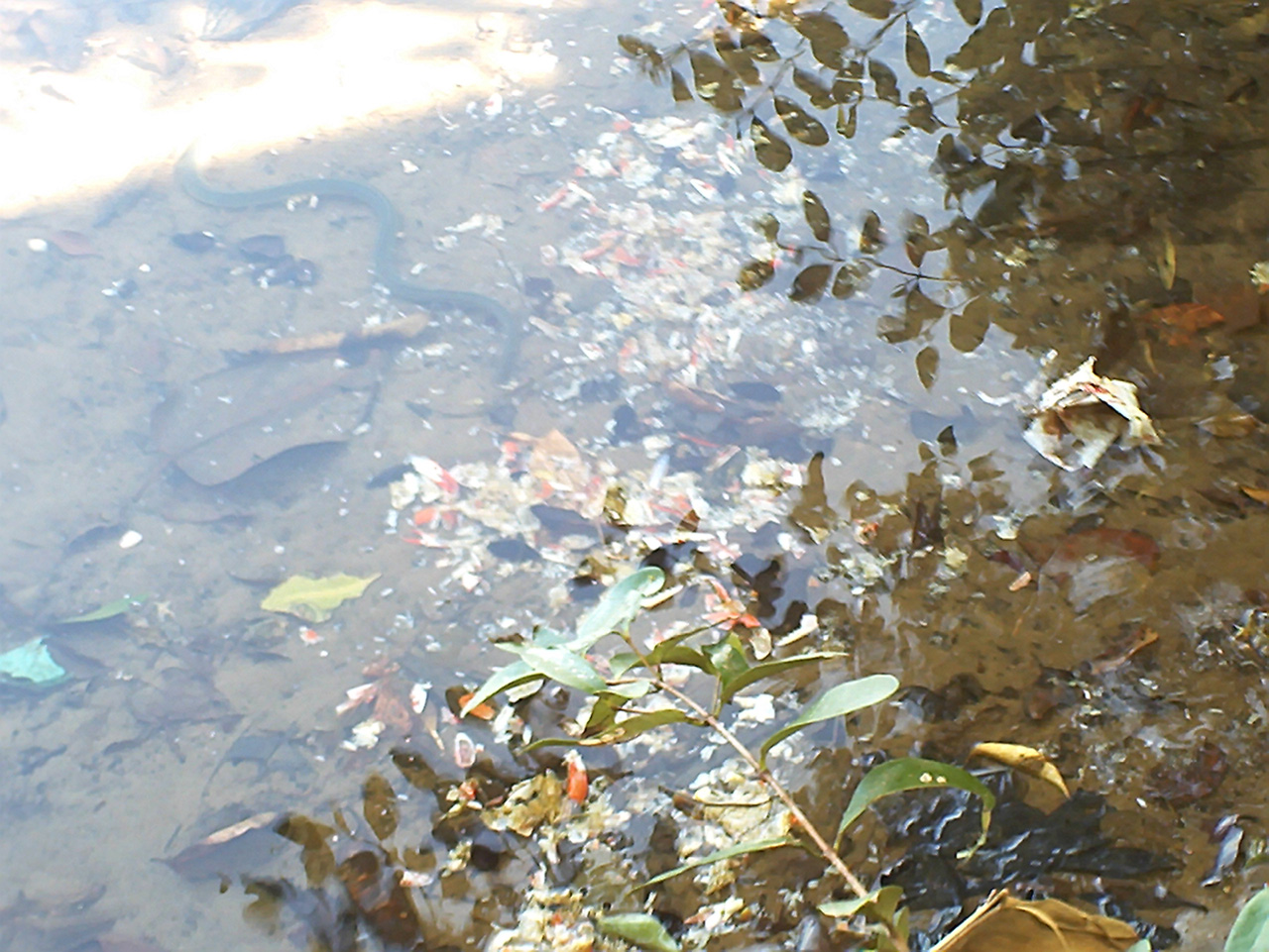 Konkan : God lives here...: DEVBAG BEACH...... 'DEVBAG SANGAM'.....