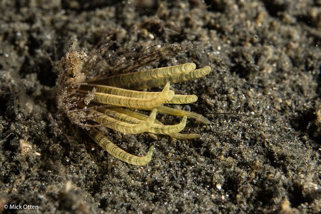 Mick's marine biology: Pherusa plumosa - a short study of the plume worm