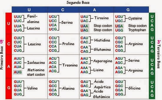 Bio e Geo em movimento: Composição e estrutura do RNA