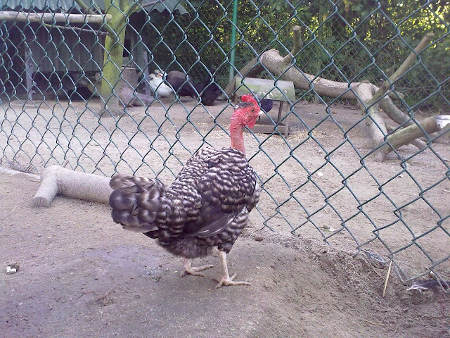 Amatorska hodowla drobiu ozdobnego: Rasy